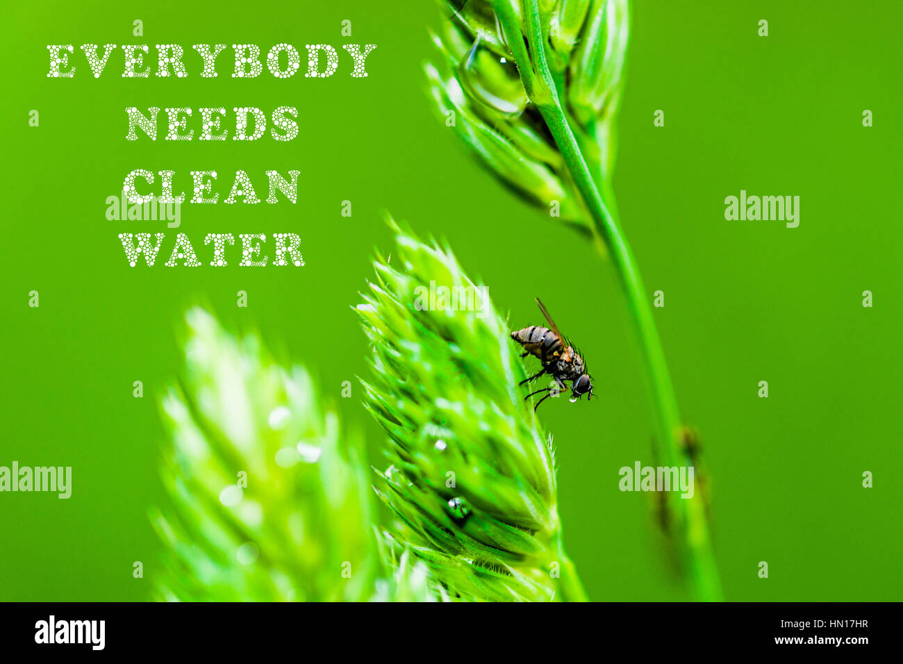 Tiges et épillets d'herbe verte humide de gouttes de pluie. Insectes ...