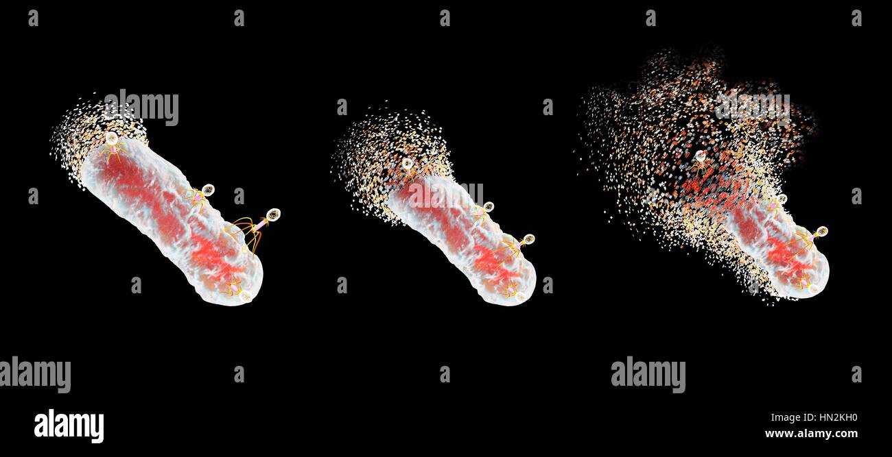 Bactériophages infectant les bactéries, illustration de l'ordinateur. Un bactériophage, ou phage ...