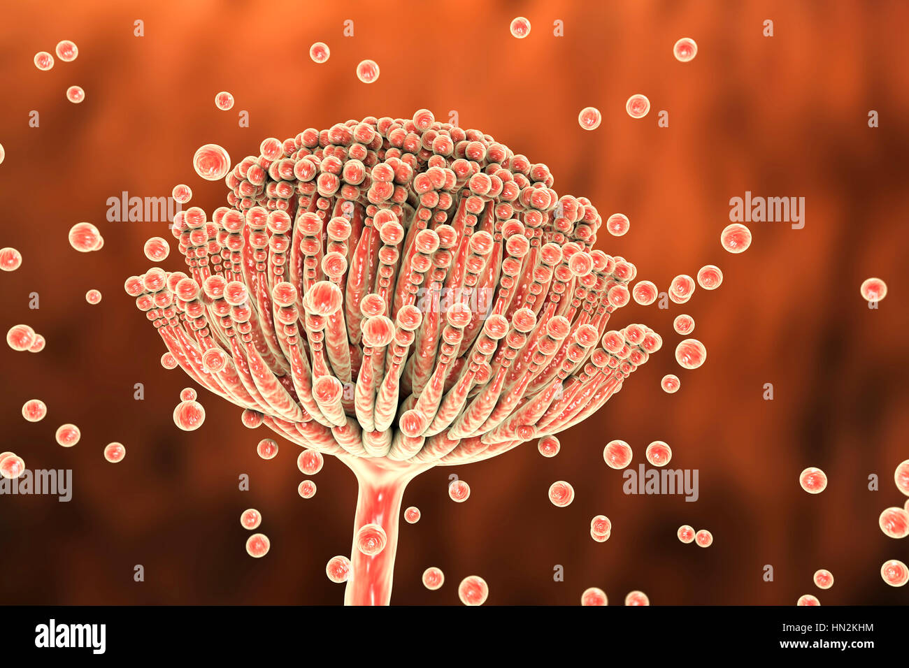 Champignon Aspergillus, illustration de l'ordinateur. C'est un ...