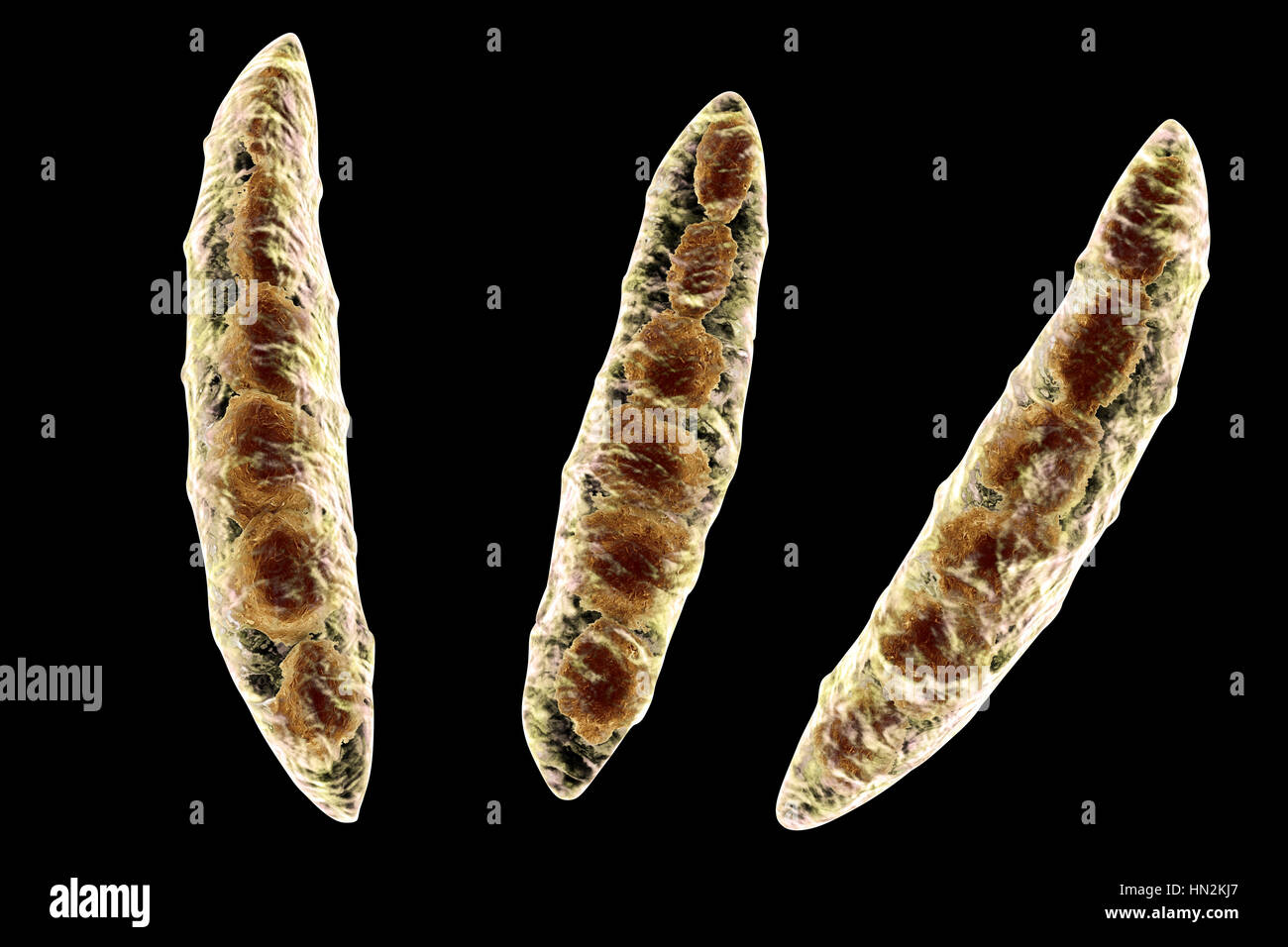 Illustration d'ordinateur de conidies (spores asexuées) à partir d'un ...