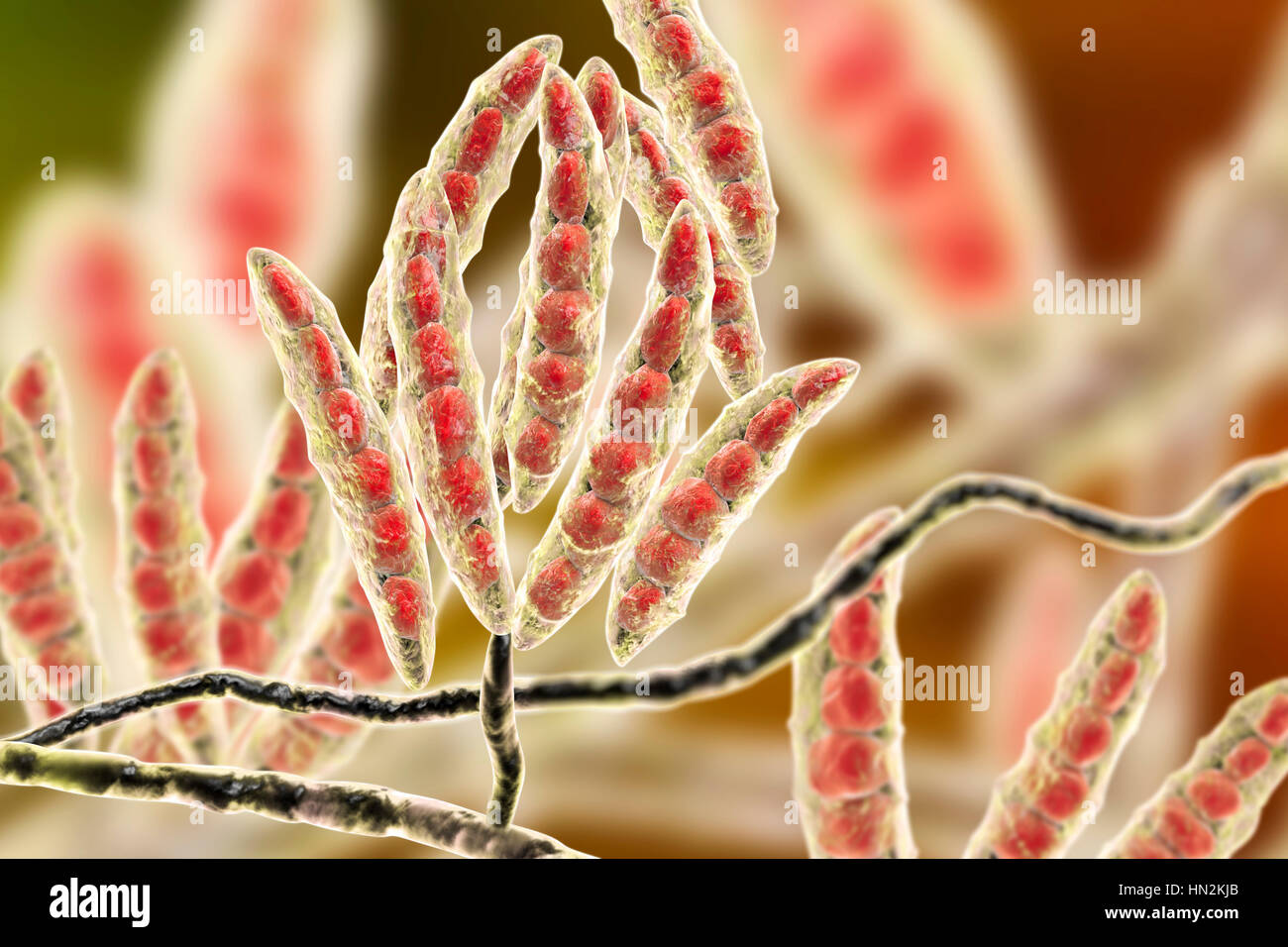 Illustration d'ordinateur de conidies (spores asexuées) à partir d'un ...