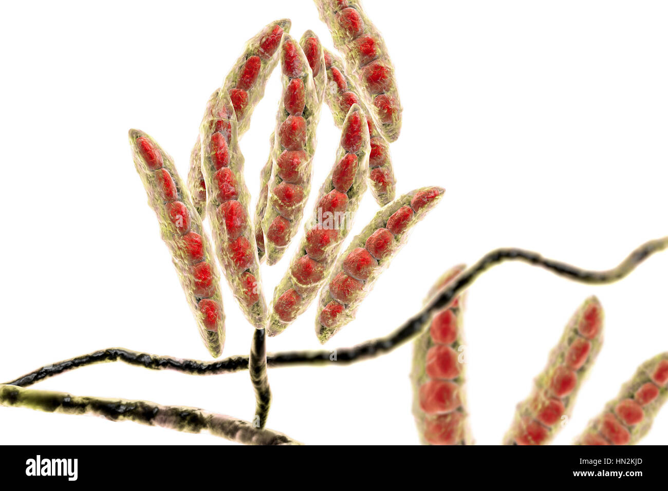Fusarium sp Banque de photographies et d’images à haute résolution - Alamy