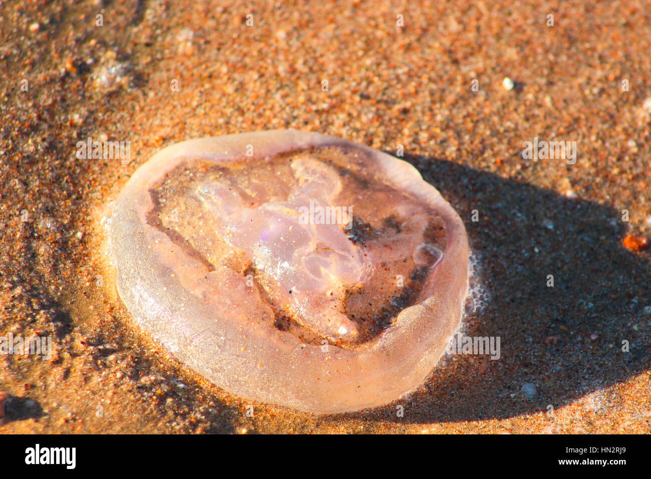 Méduses sur la plage de sable sous le soleil Photo Stock - Alamy