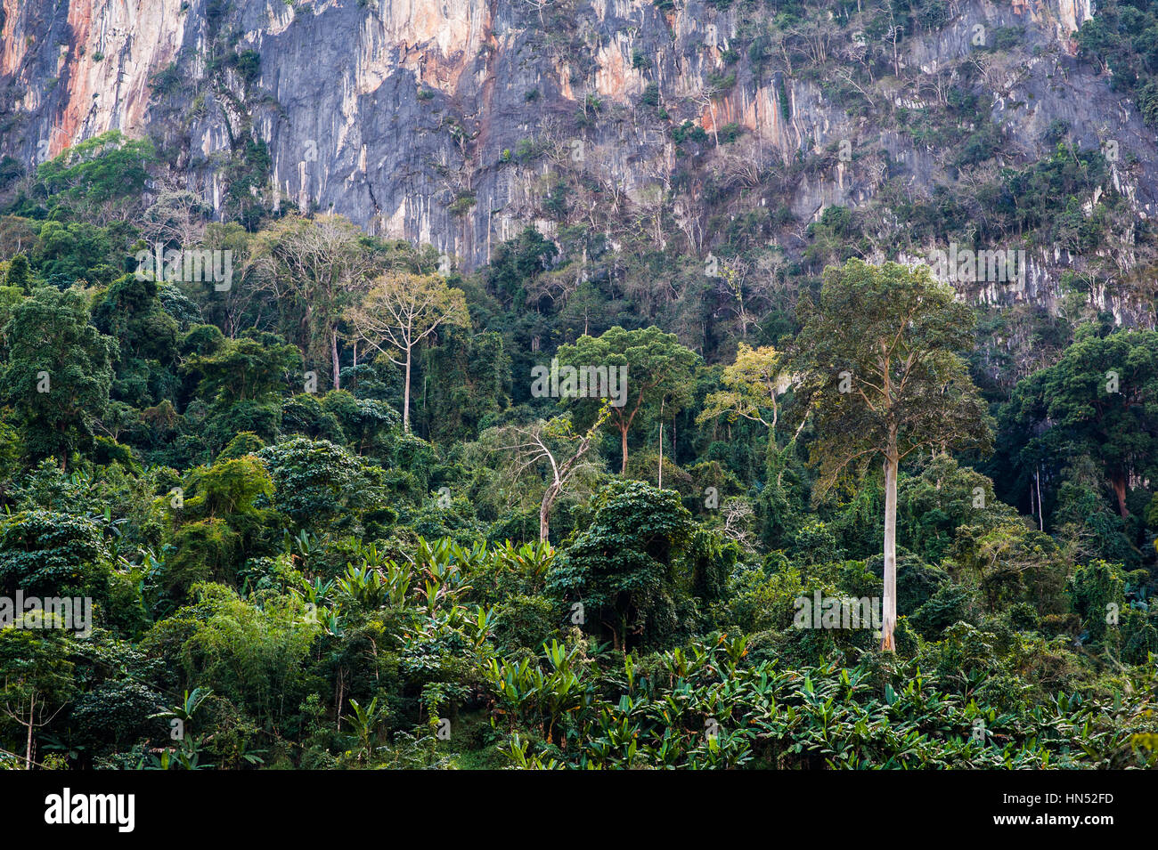 Lao jungle Banque de photographies et d’images à haute résolution - Alamy