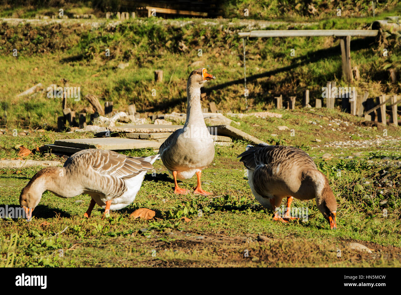 Happy goose Banque de photographies et d’images à haute résolution - Alamy