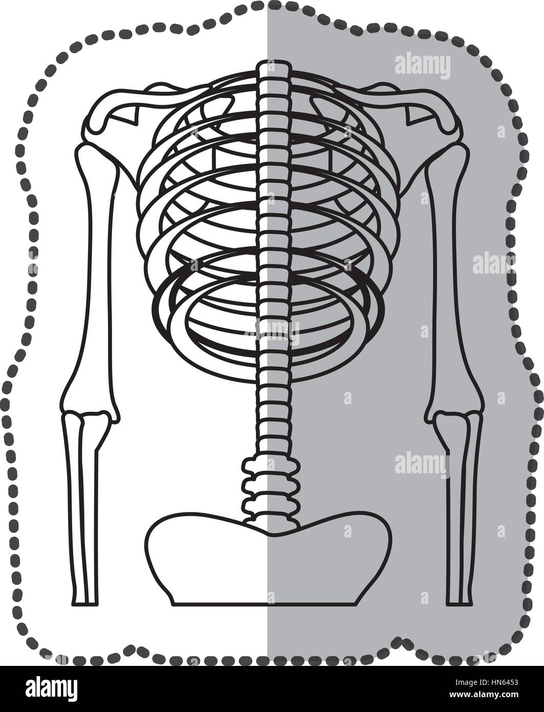 Cage thoracique squelette d'organe cardiaque Banque d'images ...