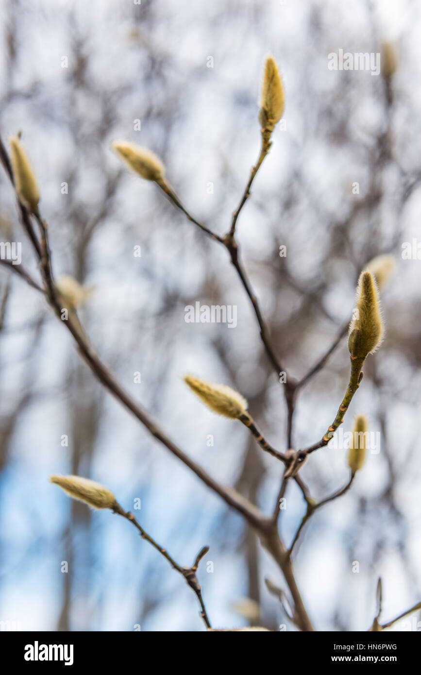 Magnolia tree budding Banque de photographies et d’images à haute ...