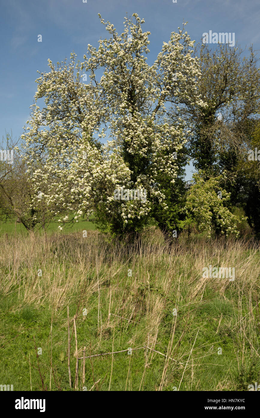 Wild pear pyrus pyraster rosaceae Banque de photographies et d’images à ...