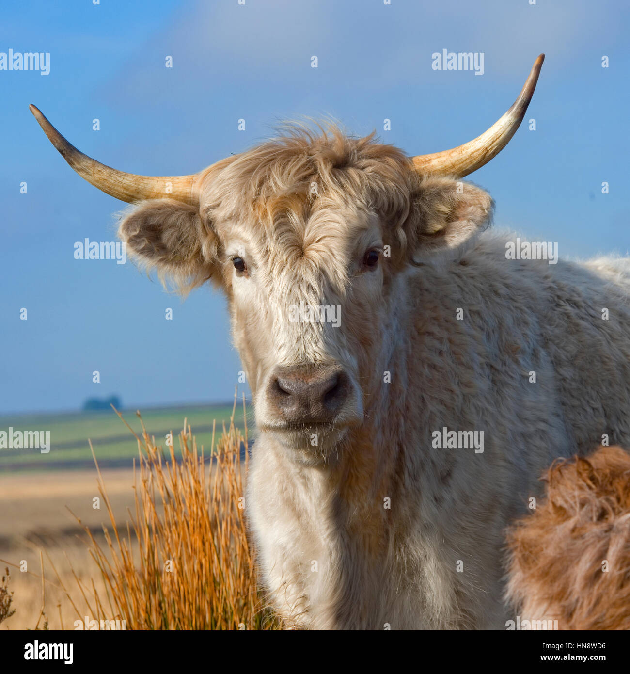 Vache bleue Banque de photographies et d’images à haute résolution - Alamy