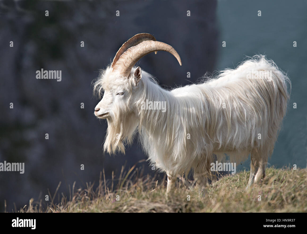 Kashmiri goat Banque de photographies et d’images à haute résolution ...