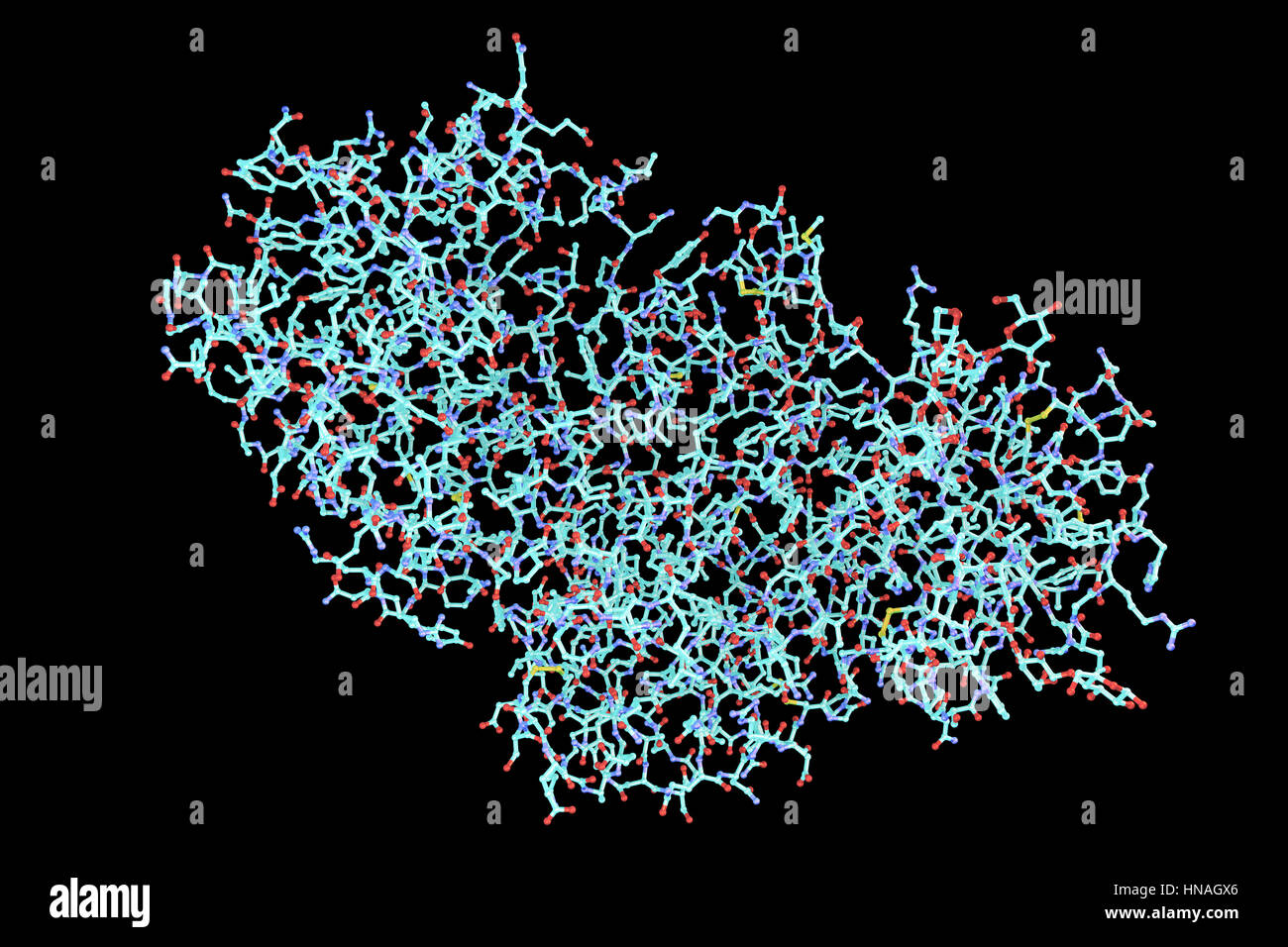 La ricine. Modèle informatique d'une molécule de la protéine toxique de ...