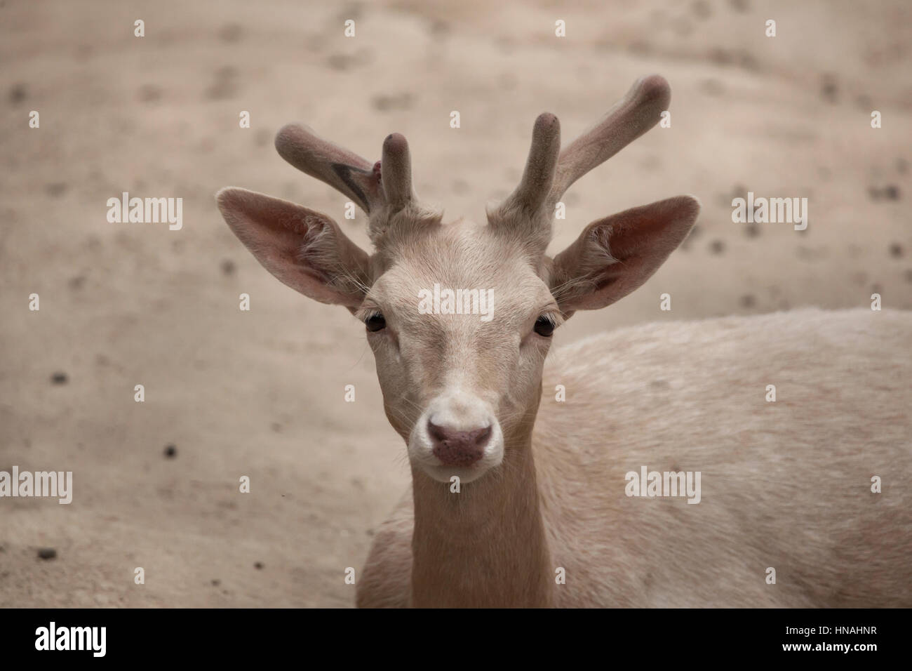 Un daim Banque de photographies et d’images à haute résolution - Alamy
