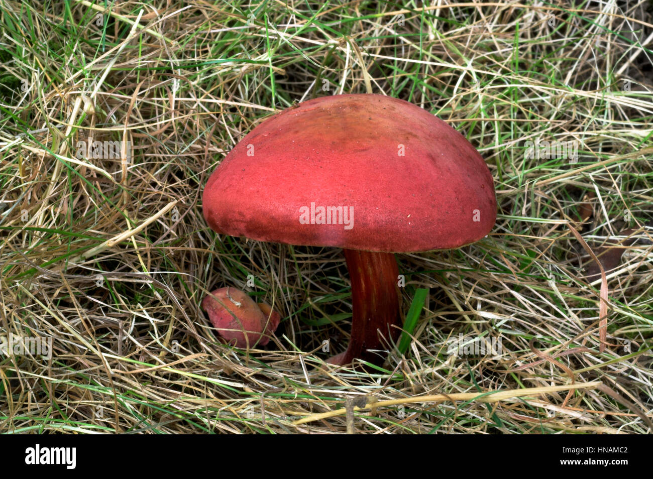 Rubis bolets Banque de photographies et d’images à haute résolution - Alamy