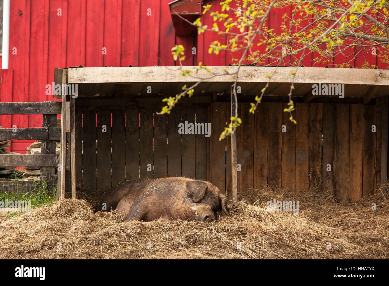 Lazy pig Banque de photographies et d’images à haute résolution - Alamy