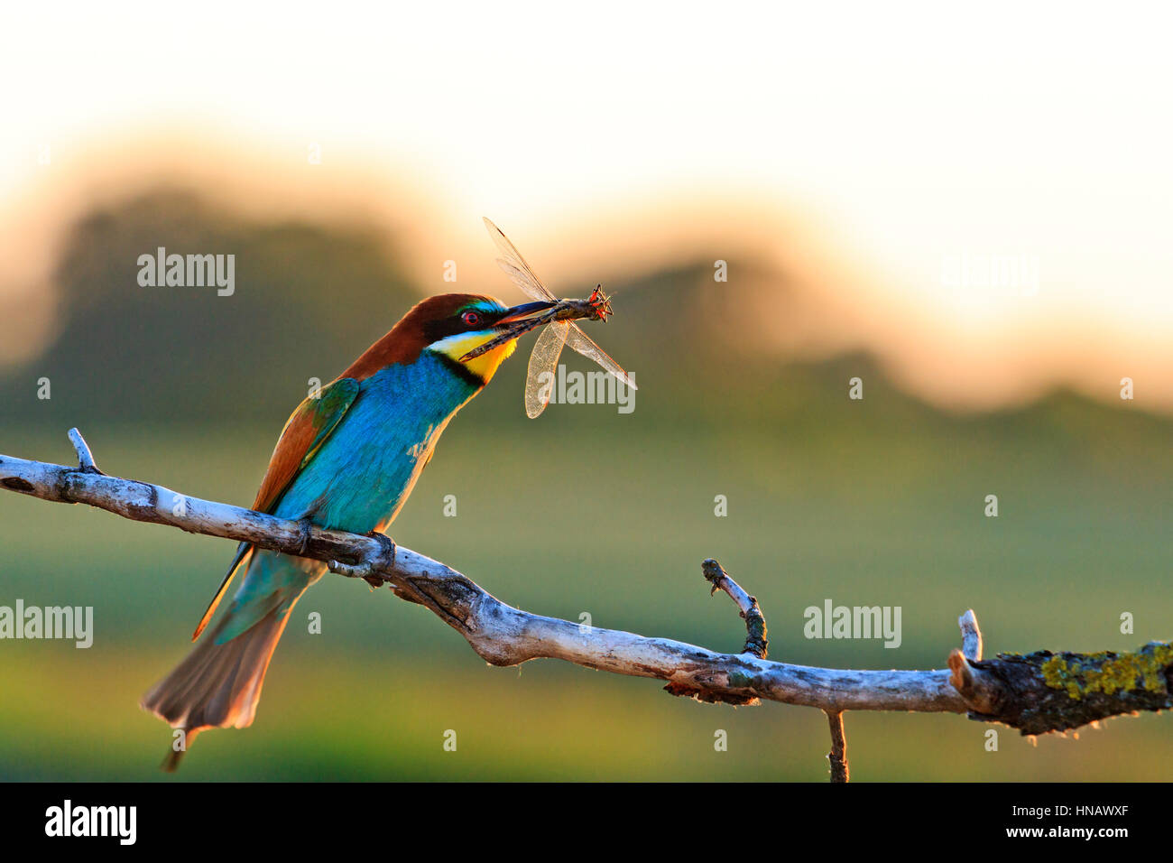 Le roi-oiseau avec une rare insecte dans son bec de couleur,les oiseaux ...