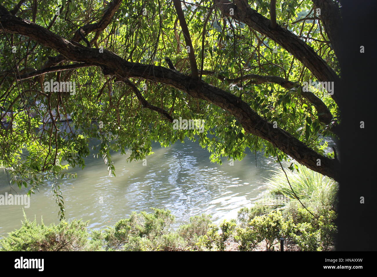 Branches d'arbres surplombant et dans l'eau Banque de photographies et ...
