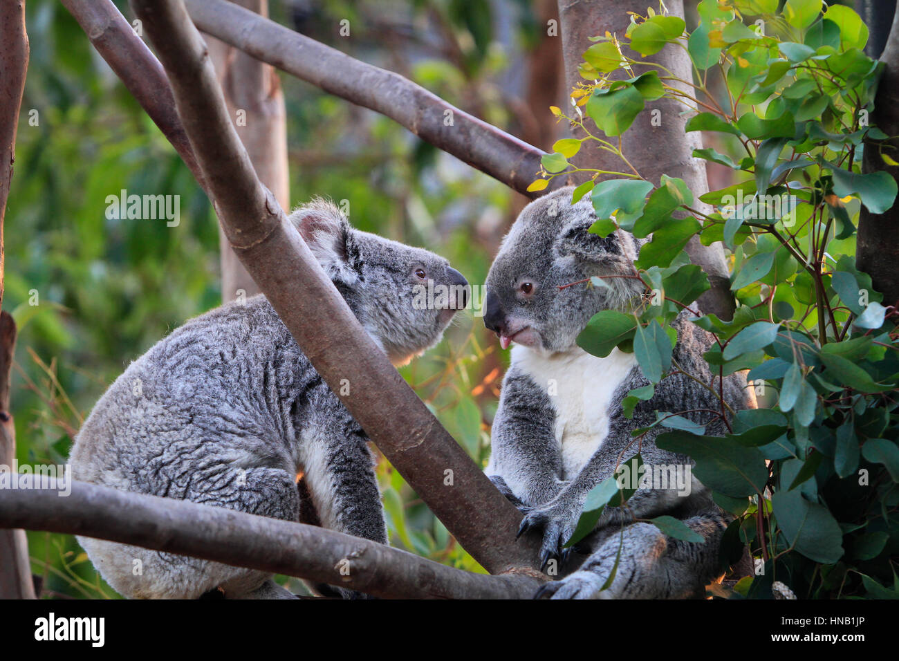 Koala mangeant Banque de photographies et d’images à haute résolution ...