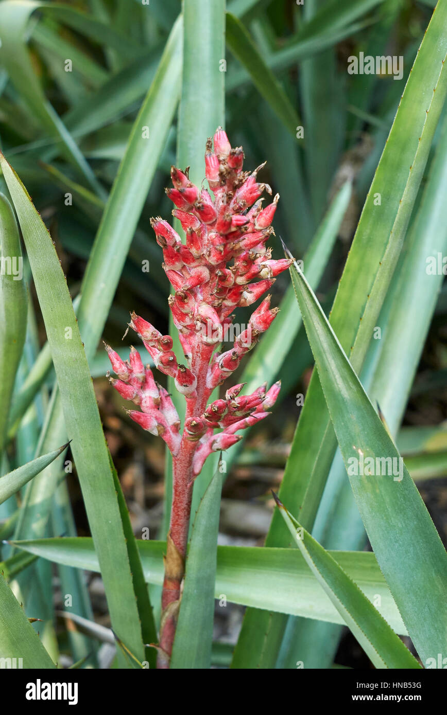 Aechmea bromelia Banque de photographies et d’images à haute résolution ...