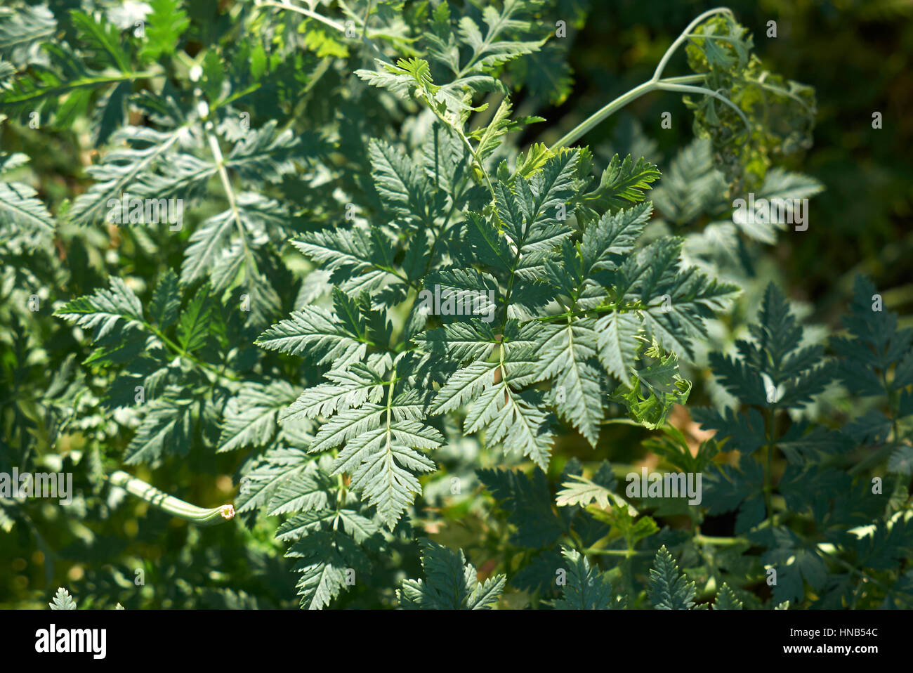 Conium maculatum apiaceae Banque de photographies et d’images à haute ...