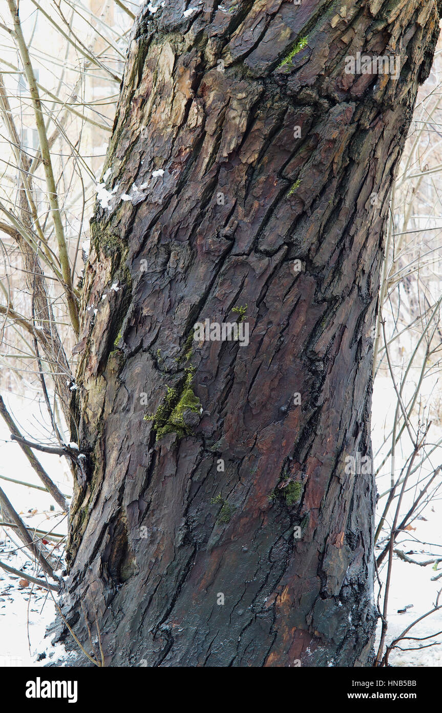 Tronc d'arbre, écorce d'arbre, un morceau de tronc d'un arbre Photo ...