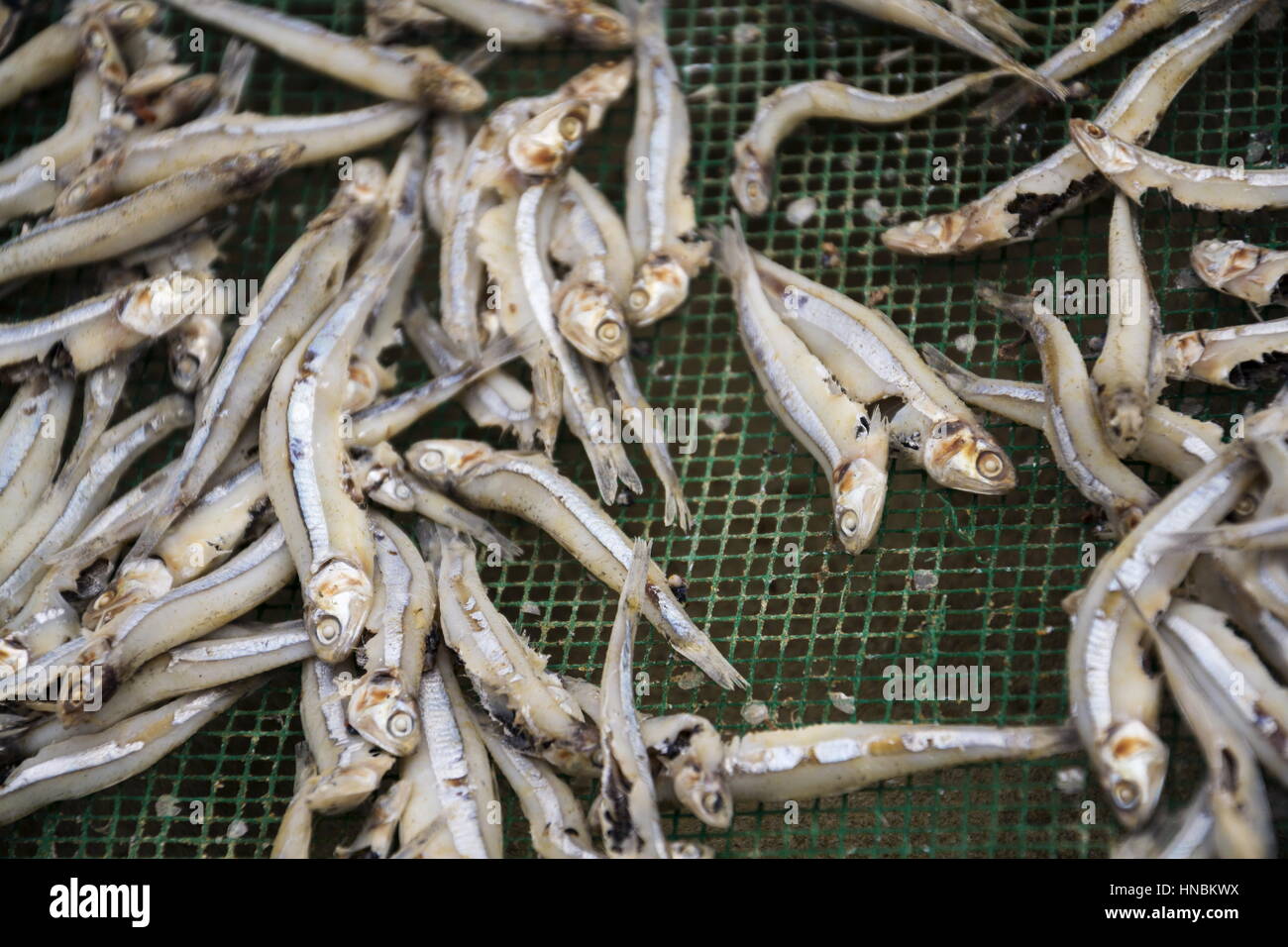 Anchois séchage pour la production de sauce de poisson à Mui Ne ...
