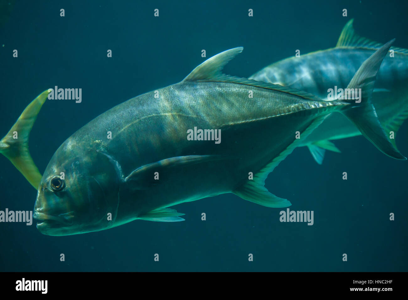 Poisson carangidae Banque de photographies et d’images à haute ...