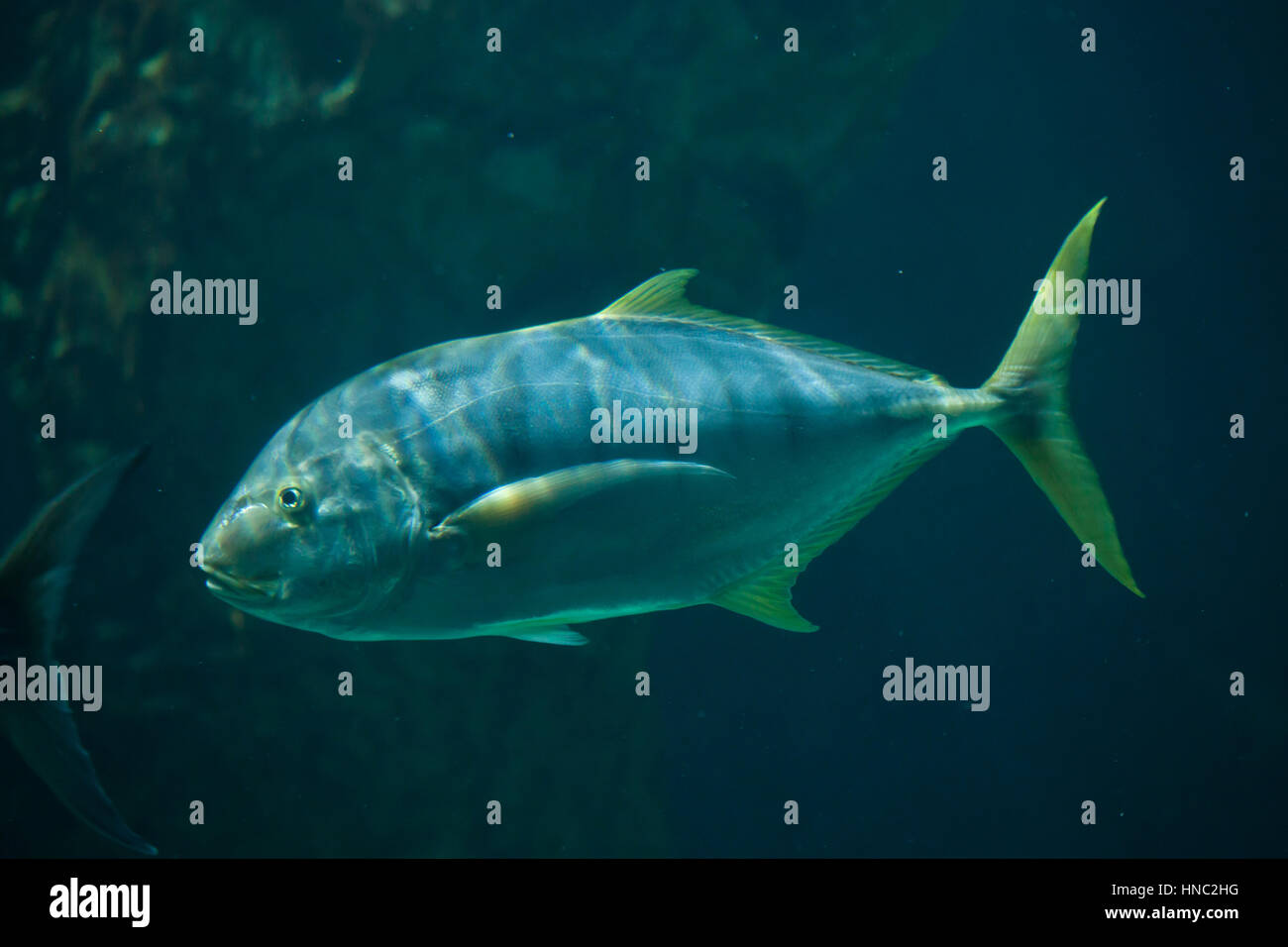 Poisson carangidae Banque de photographies et d’images à haute ...