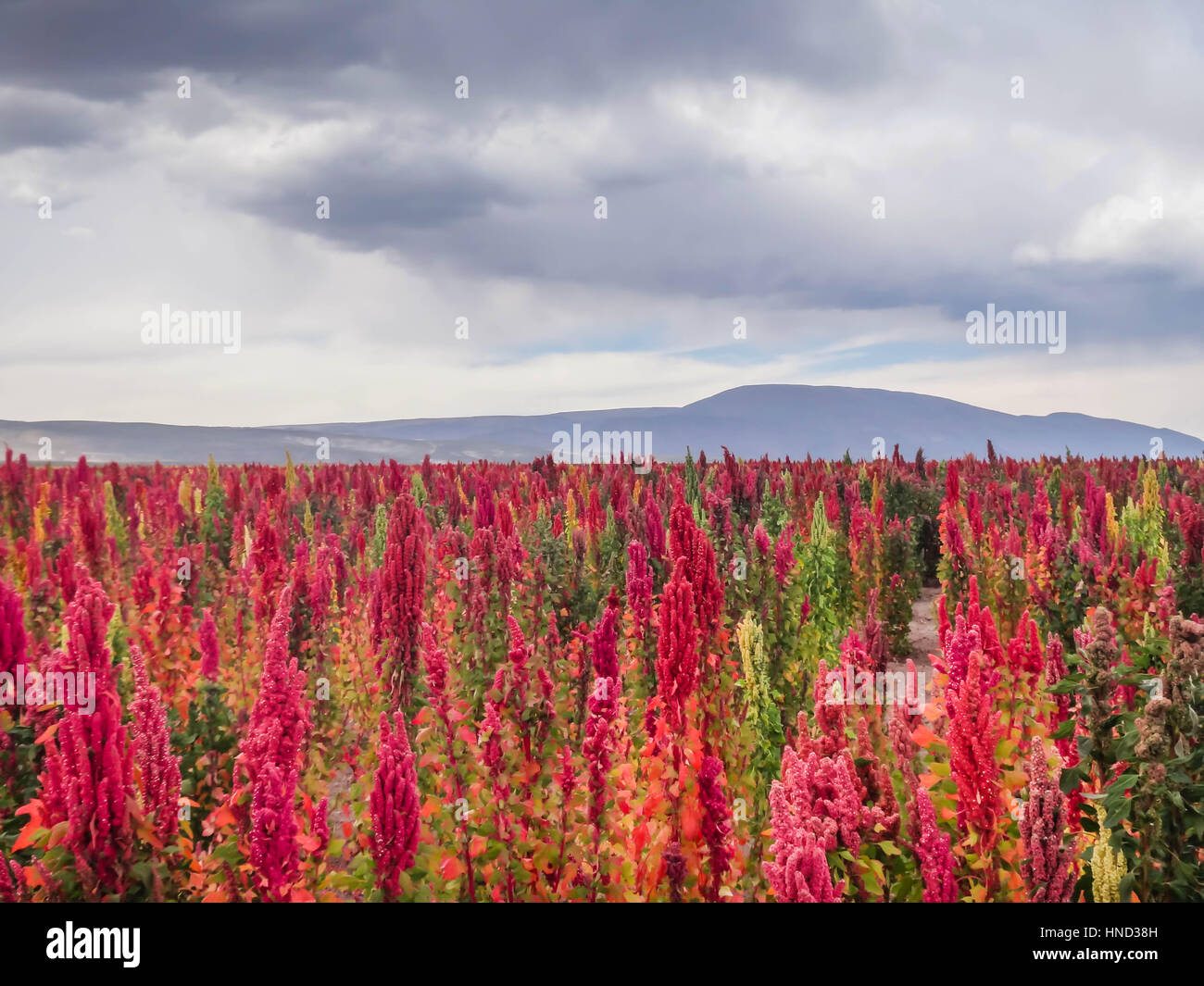 Le quinoa en Bolivie sur les cultures en champ paysage Panorama coloré ...
