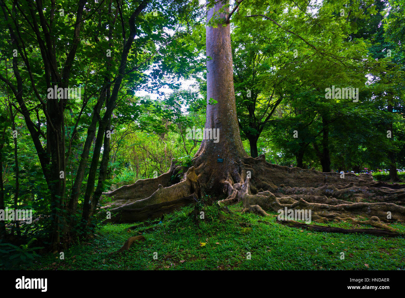 Kayu Raja ou Le Roi arbre originaire d'Asie avec big root et l'un des ...