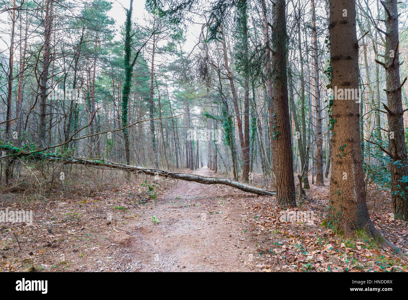 Obstacle Naturel Banque d'image et photos - Alamy