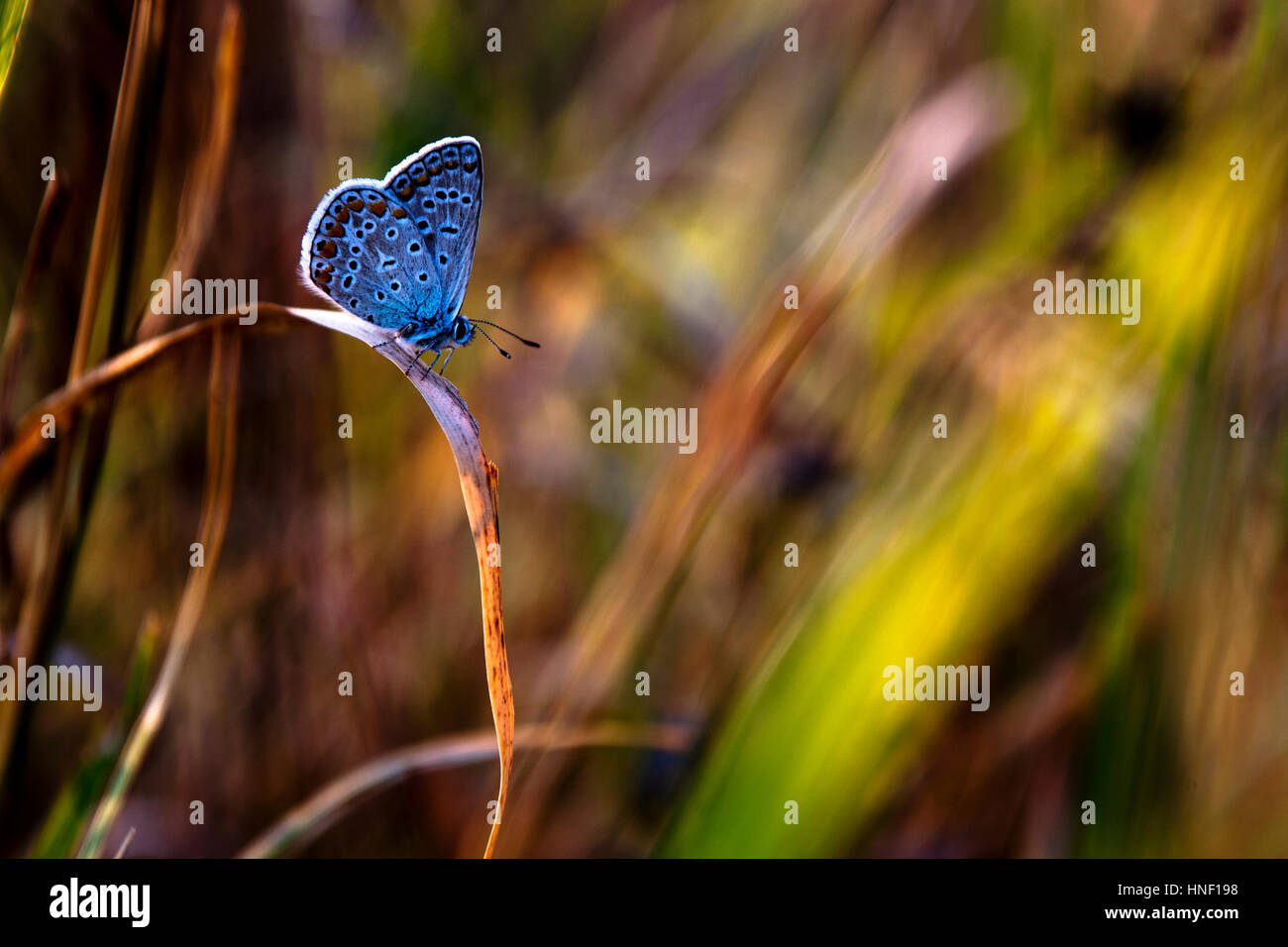 Beau Papillon Banque d'image et photos - Alamy