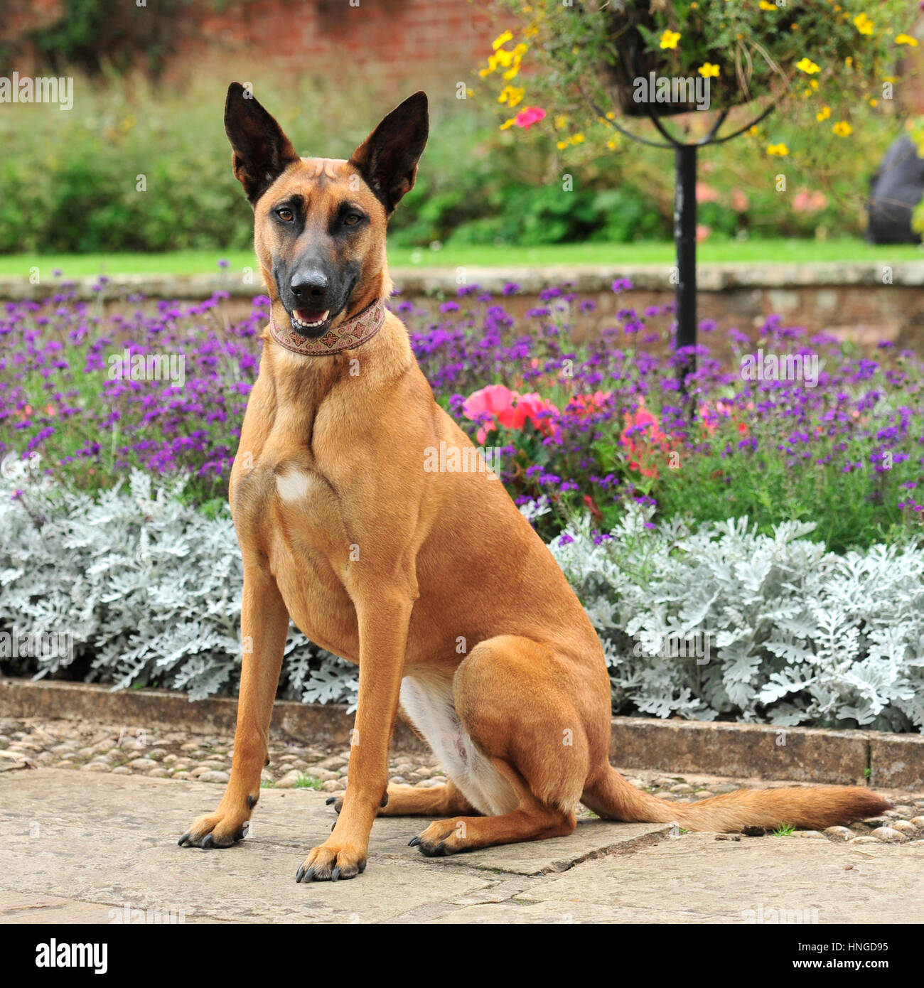 Berger Belge Malinois Banque d'image et photos - Alamy