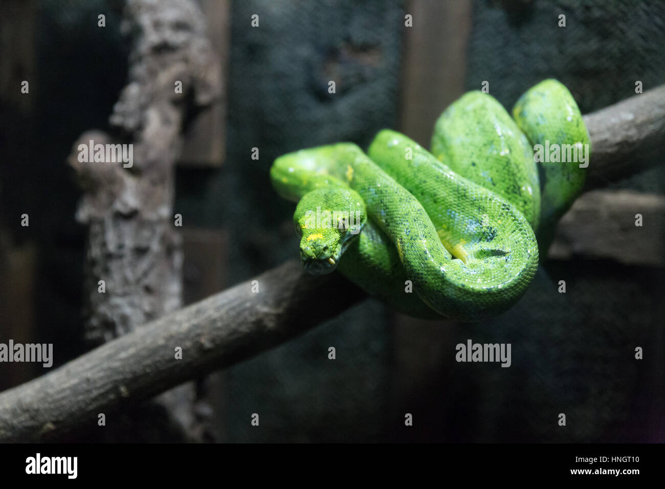 Morelia viridis jeune arbre vert python Banque de photographies et d ...