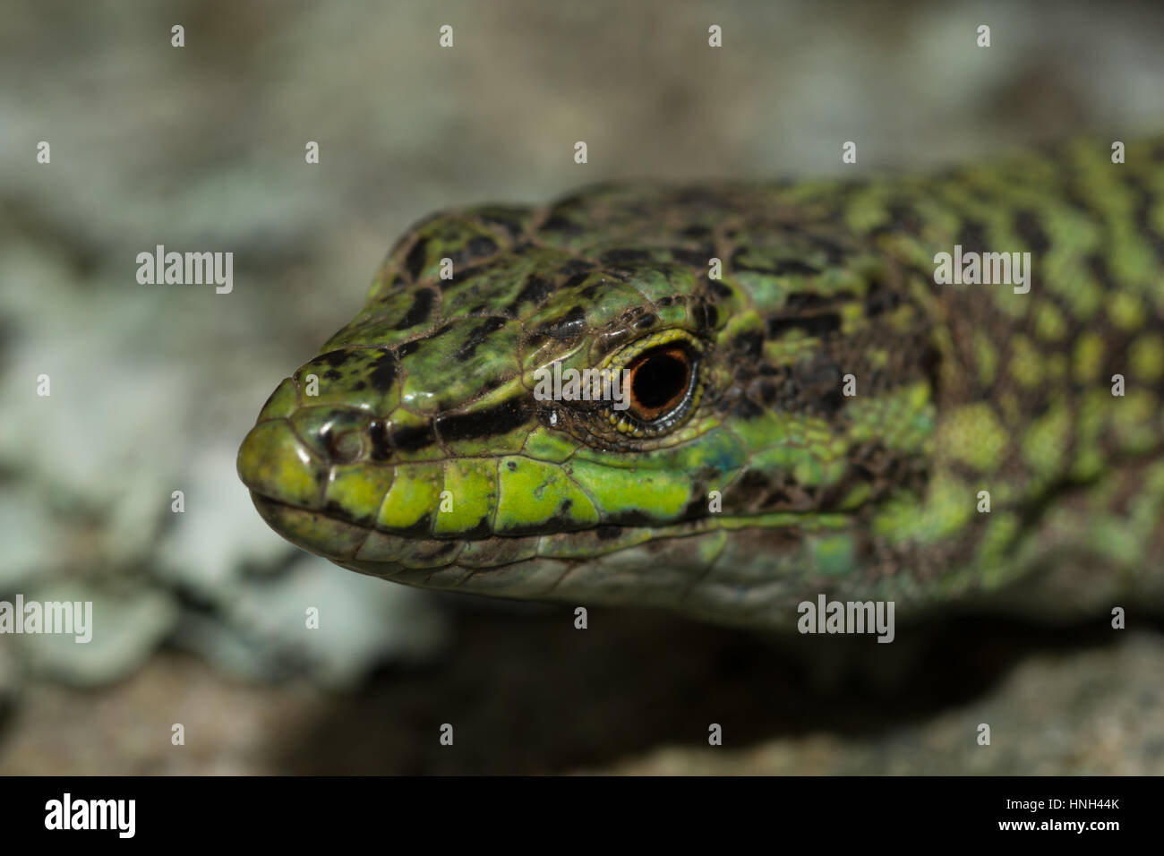 Serpent insectivore Banque de photographies et d’images à haute ...