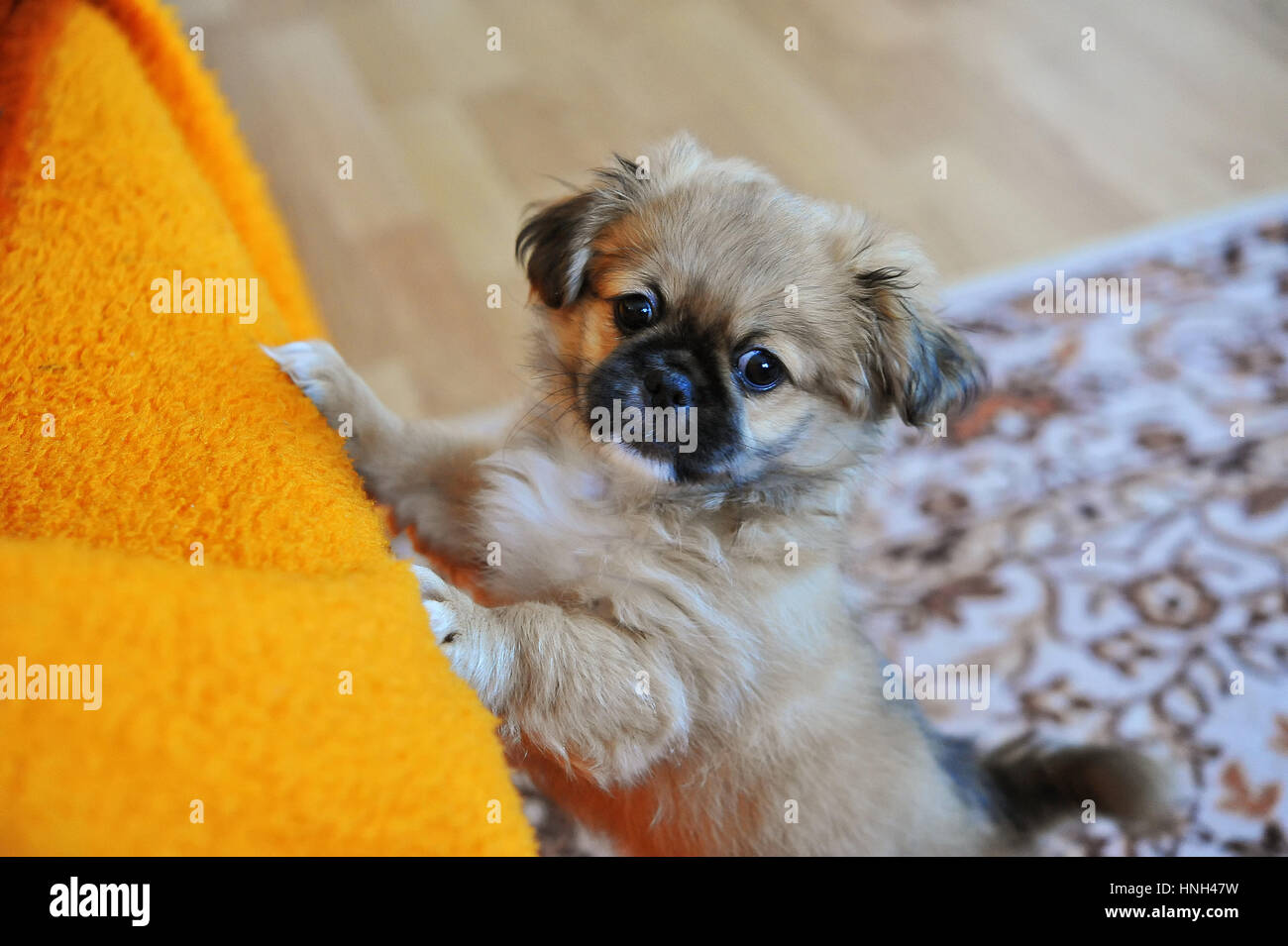 Pelchie chien Banque de photographies et d’images à haute résolution ...