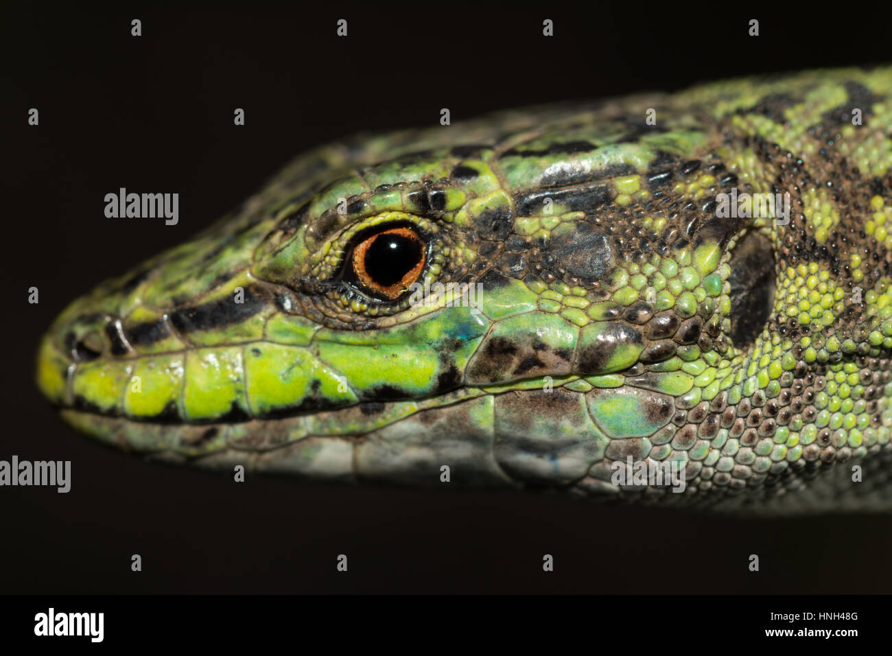 Serpent insectivore Banque de photographies et d’images à haute ...