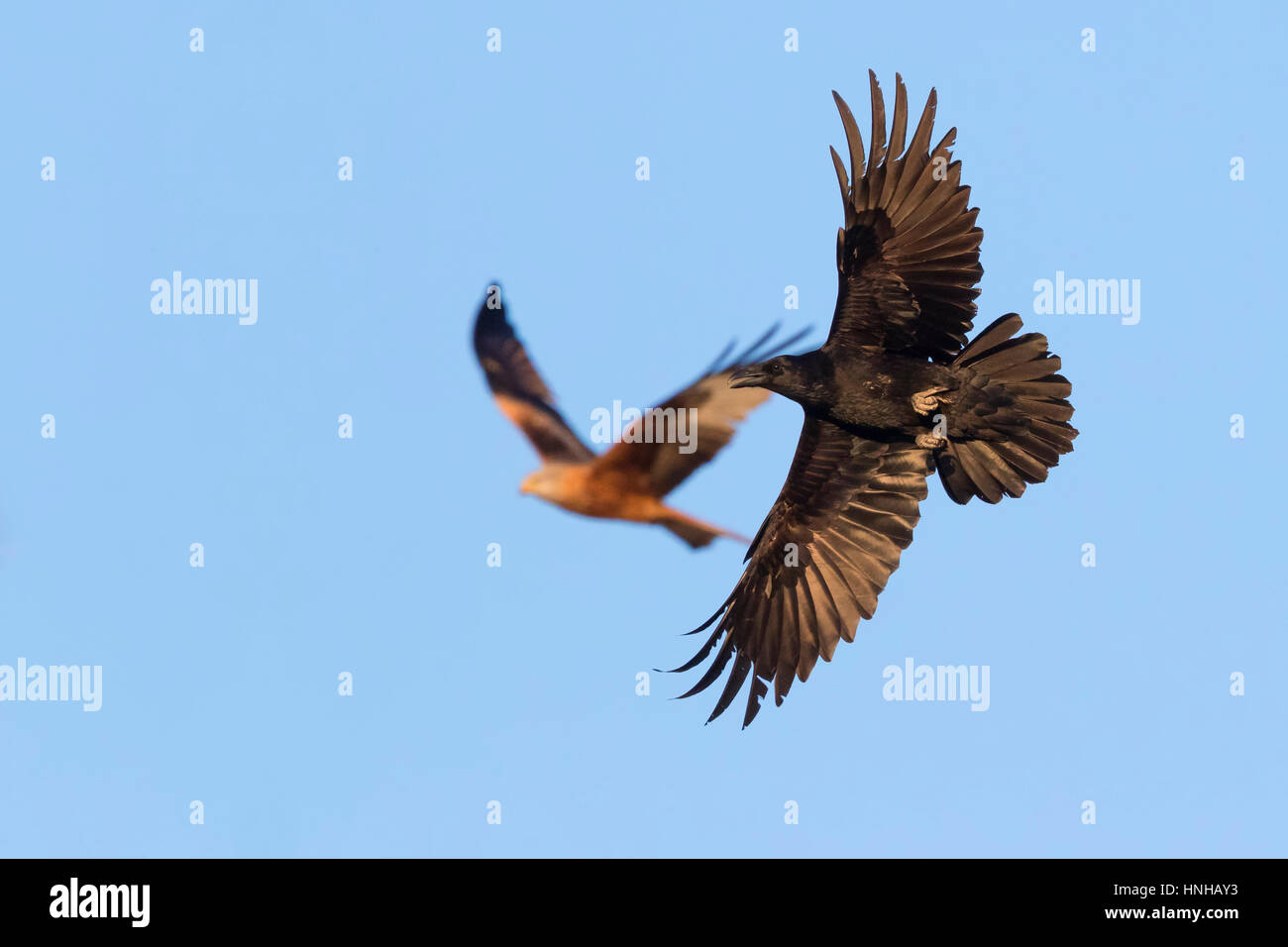 Corvux corax hispanus Banque de photographies et d’images à haute ...