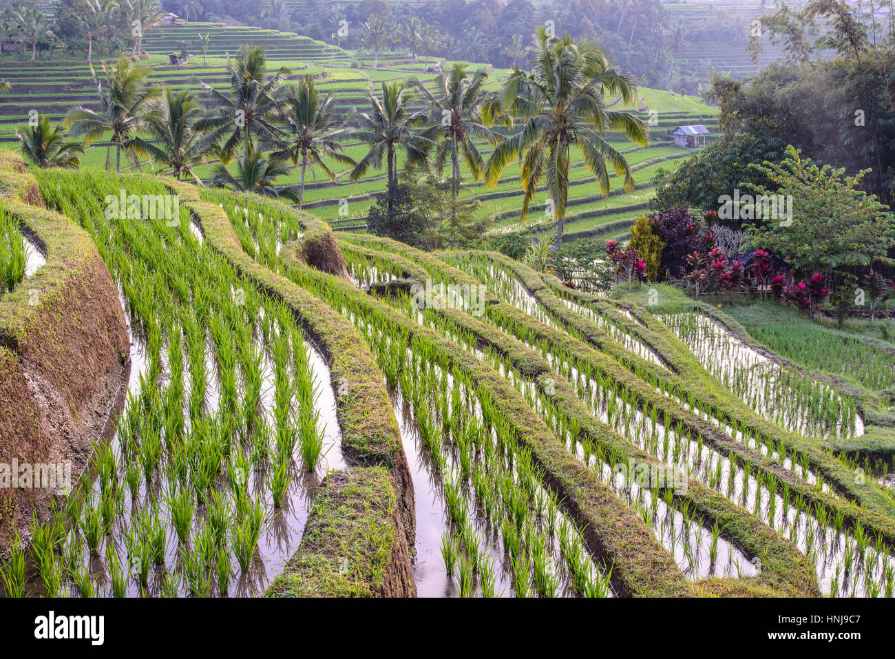 Bali people rice terraces Banque de photographies et d’images à haute ...