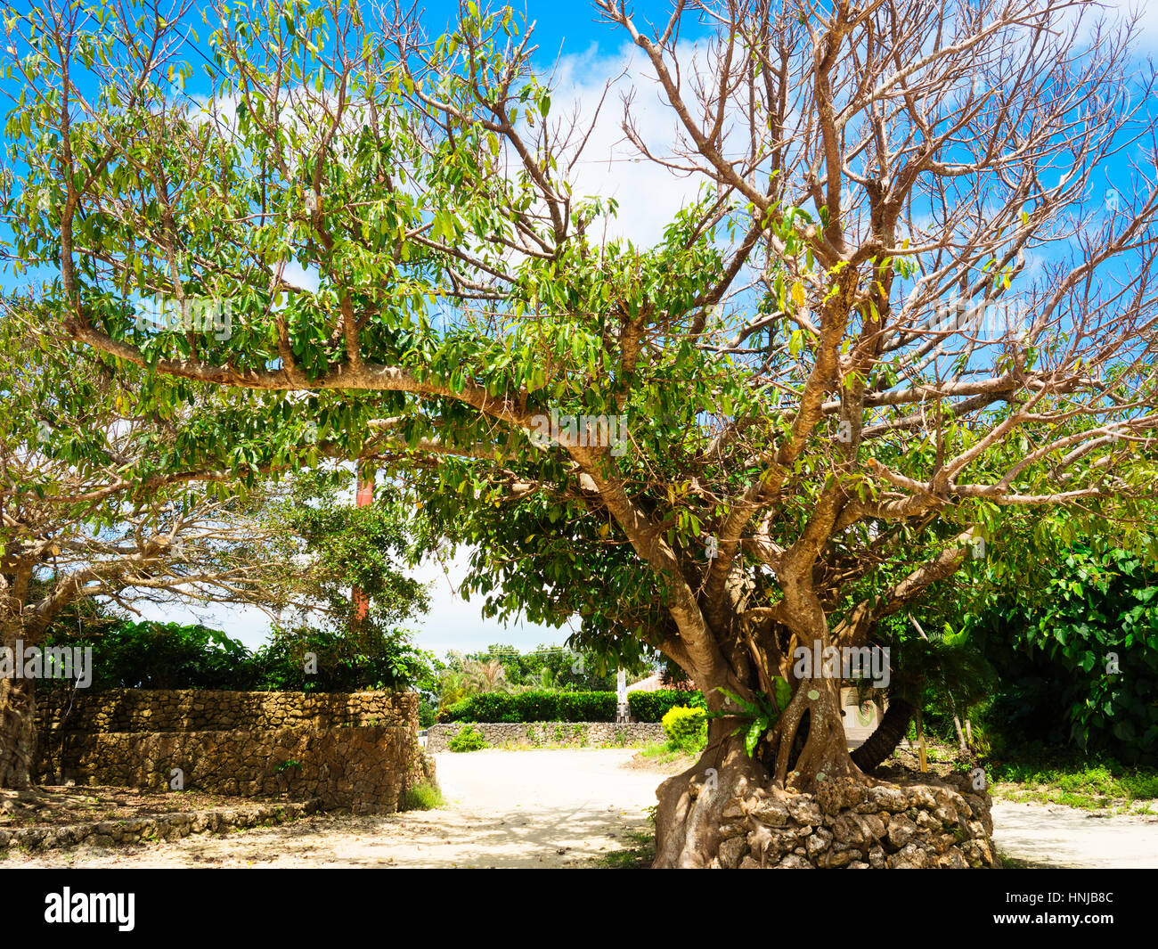 Ficus retusa tree Banque de photographies et d’images à haute ...