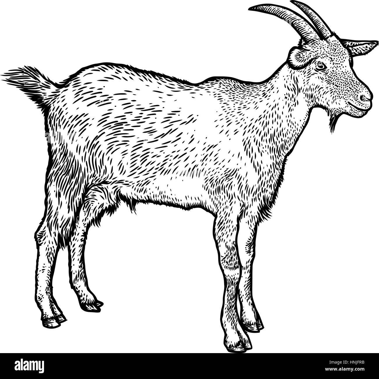 Illustration De Chèvre Dessin Gravure Dessin Au Trait Réaliste Image Vectorielle Stock Alamy