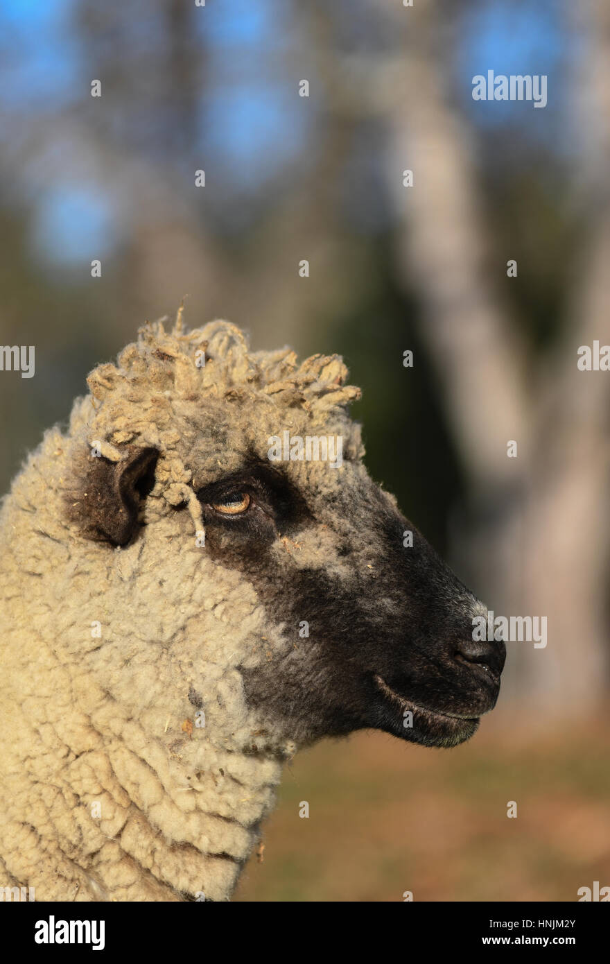 Regard de mouton curieux Banque de photographies et d’images à haute ...