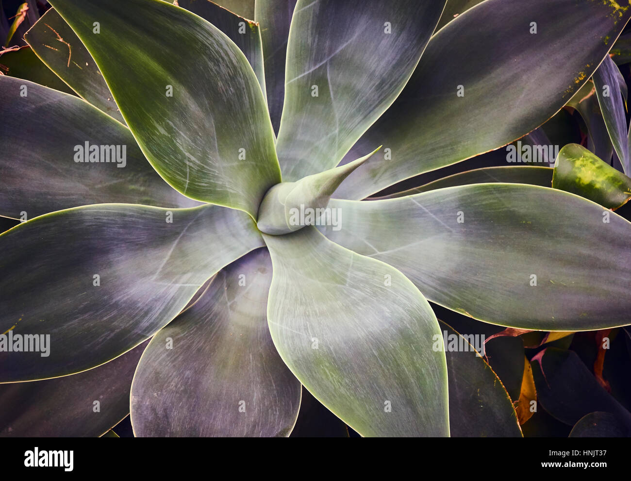 Feuilles pointues succulentes Banque de photographies et d’images à ...