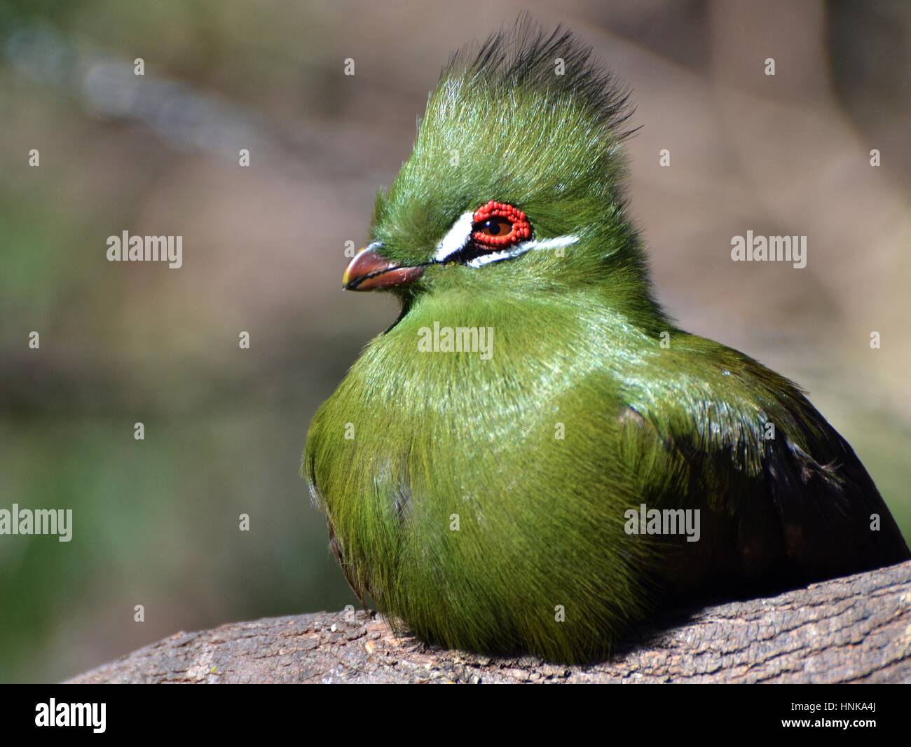 Le Touraco Tauraco persa (Guinée), un vert et violet oiseau originaire d'Afrique de l'Ouest et ...