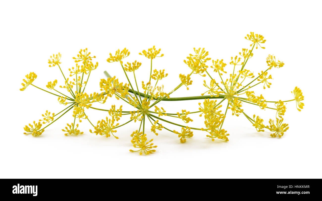 Fleurs de fenouil sauvage Banque de photographies et d’images à haute ...