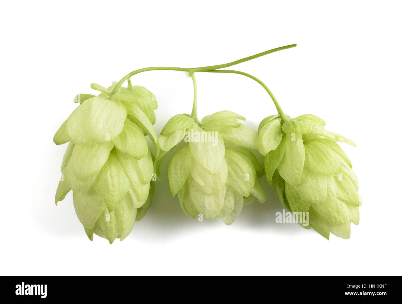 Plante De Houblon Banque d'image et photos - Alamy