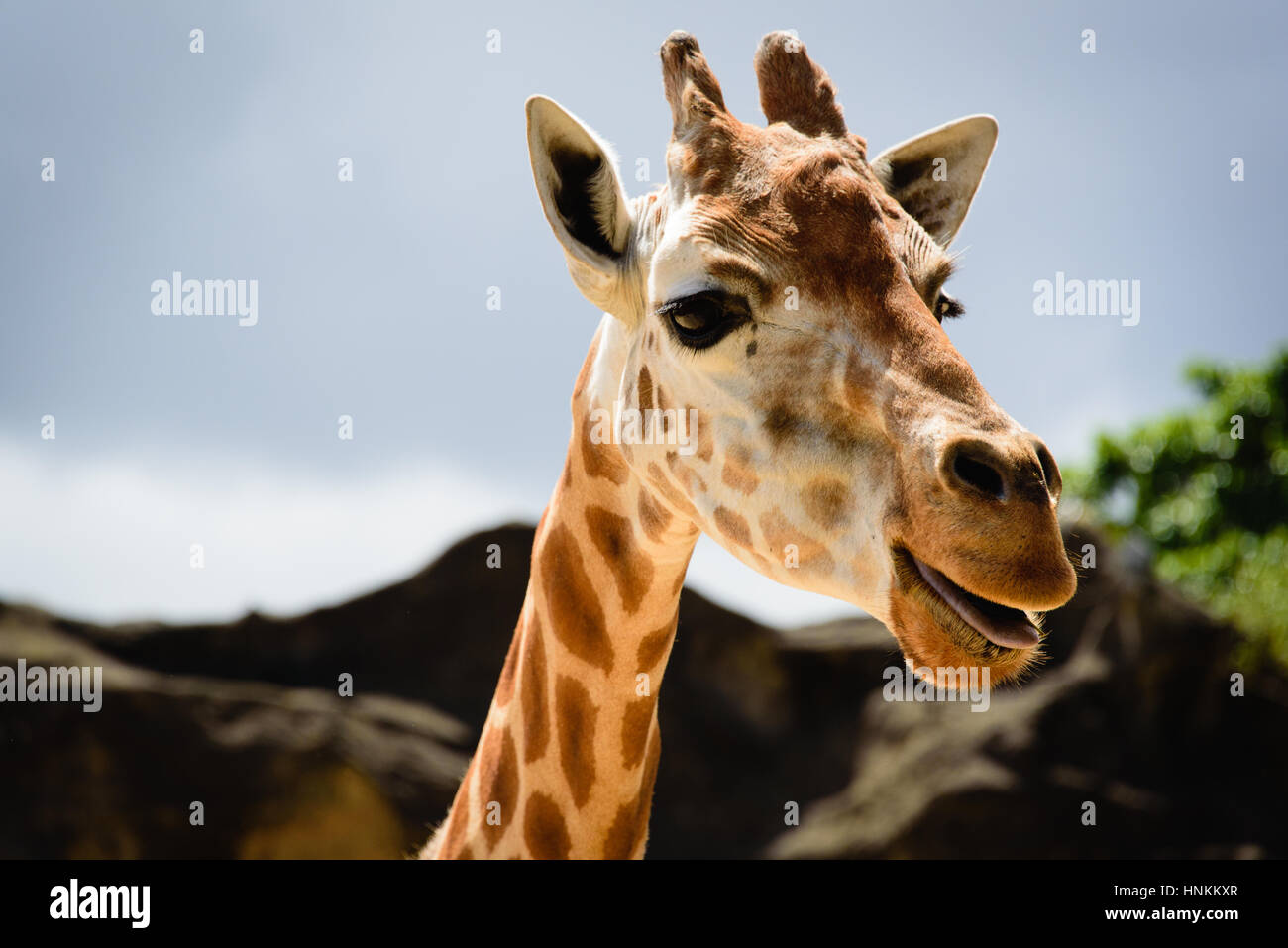 Sydney zoo Banque de photographies et d’images à haute résolution - Alamy