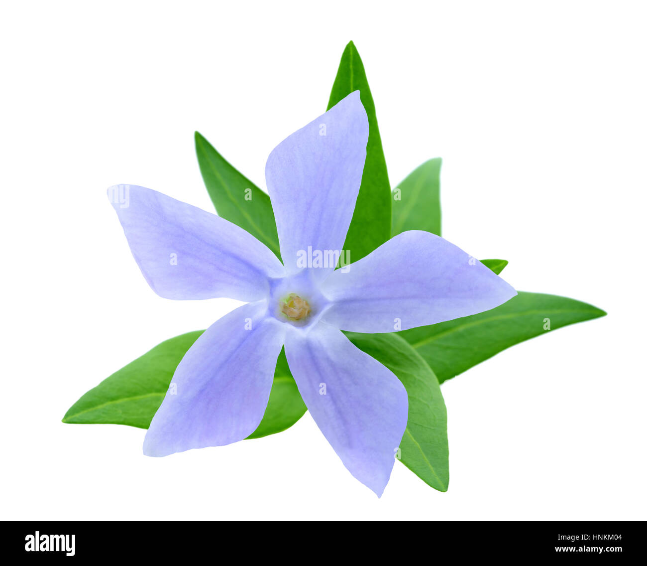 Fleur de pervenche bleue Banque de photographies et d’images à haute ...