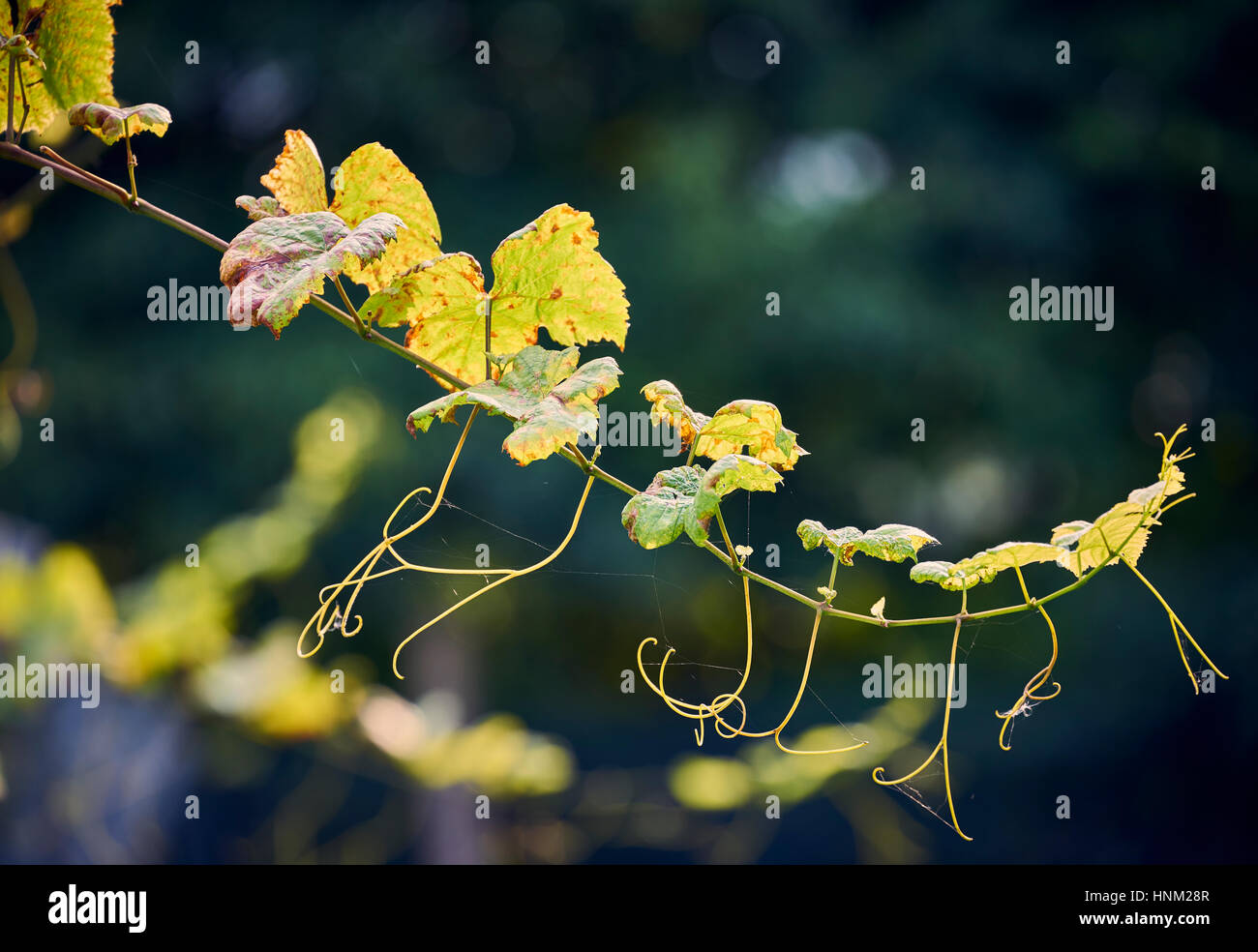 Vrille de vigne Banque de photographies et d’images à haute résolution ...