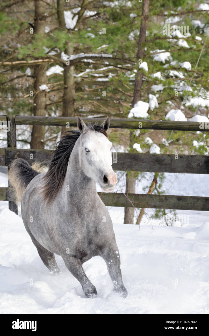 Cheval gris pommelé Banque de photographies et d’images à haute ...