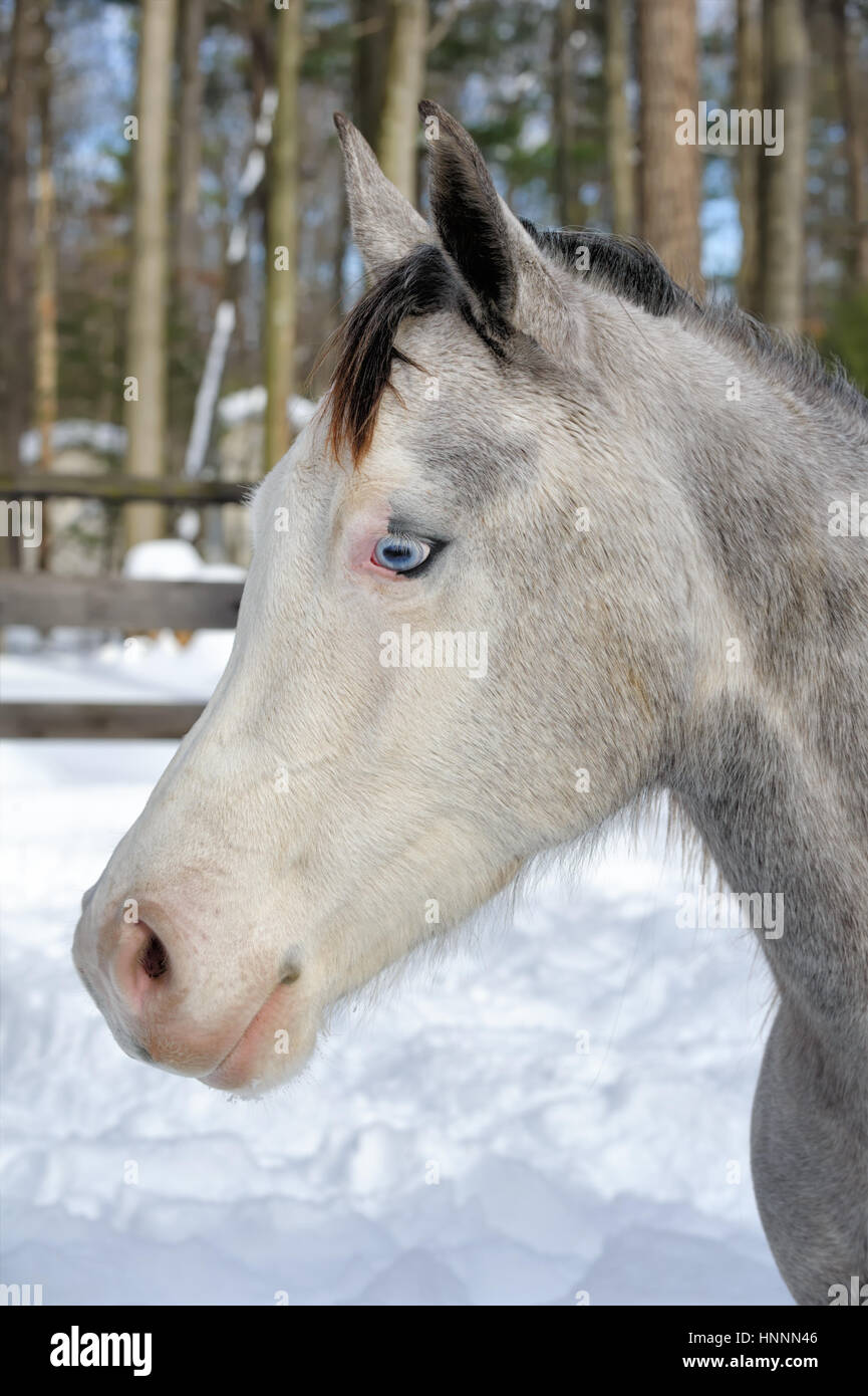 Dapple gray horse Banque de photographies et d’images à haute ...